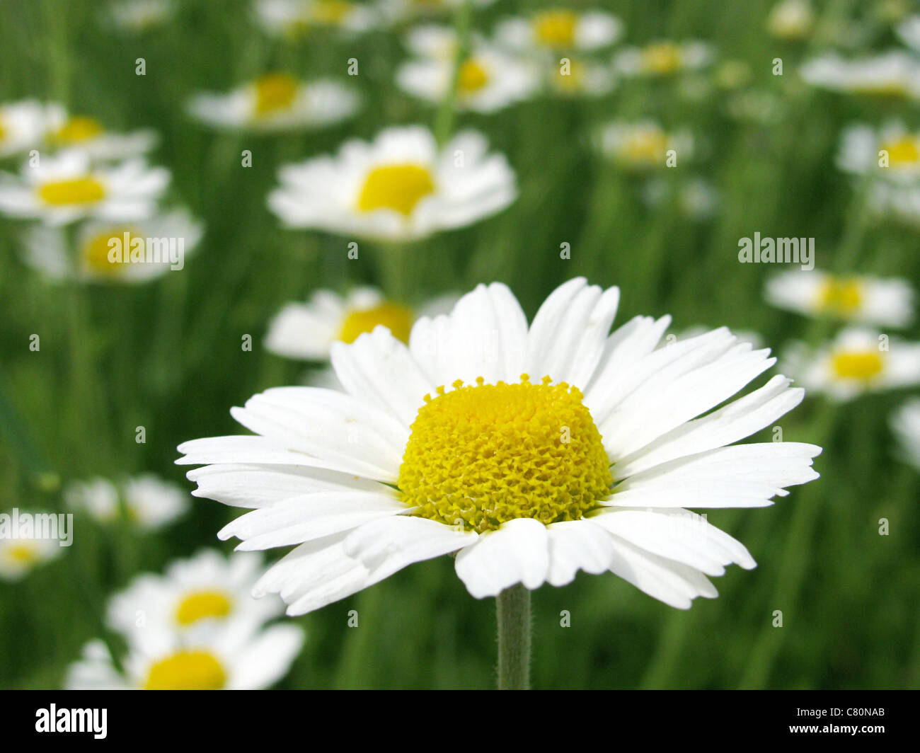 Camomile cultivation hi-res stock photography and images - Alamy