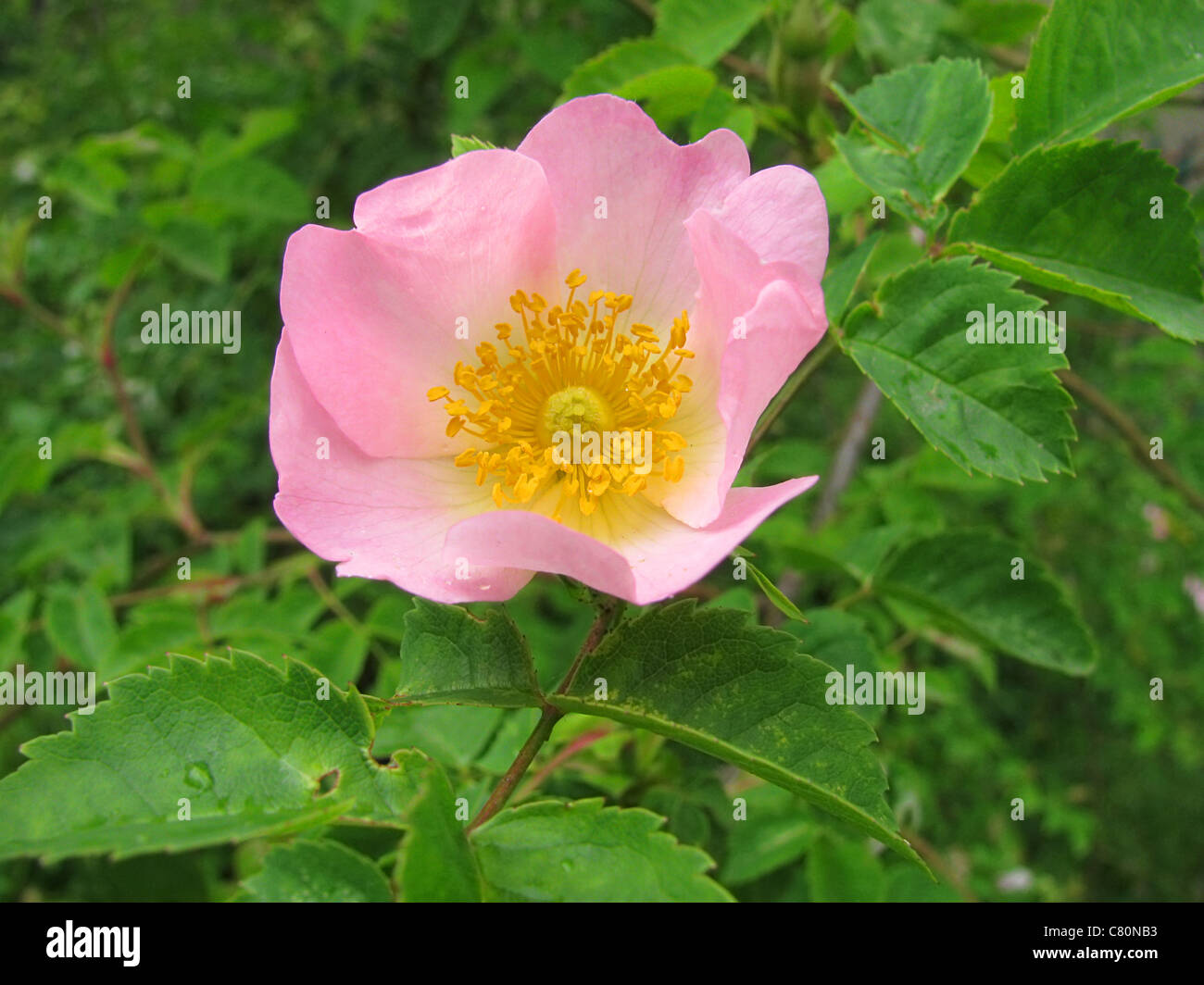 dog-rose blossom over green leaves Stock Photo - Alamy