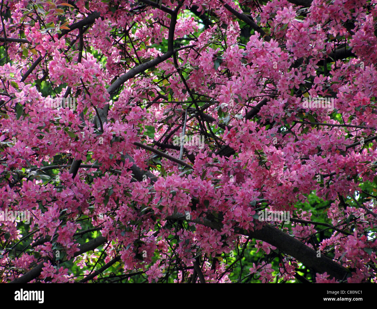tree full of pink blossom Stock Photo - Alamy