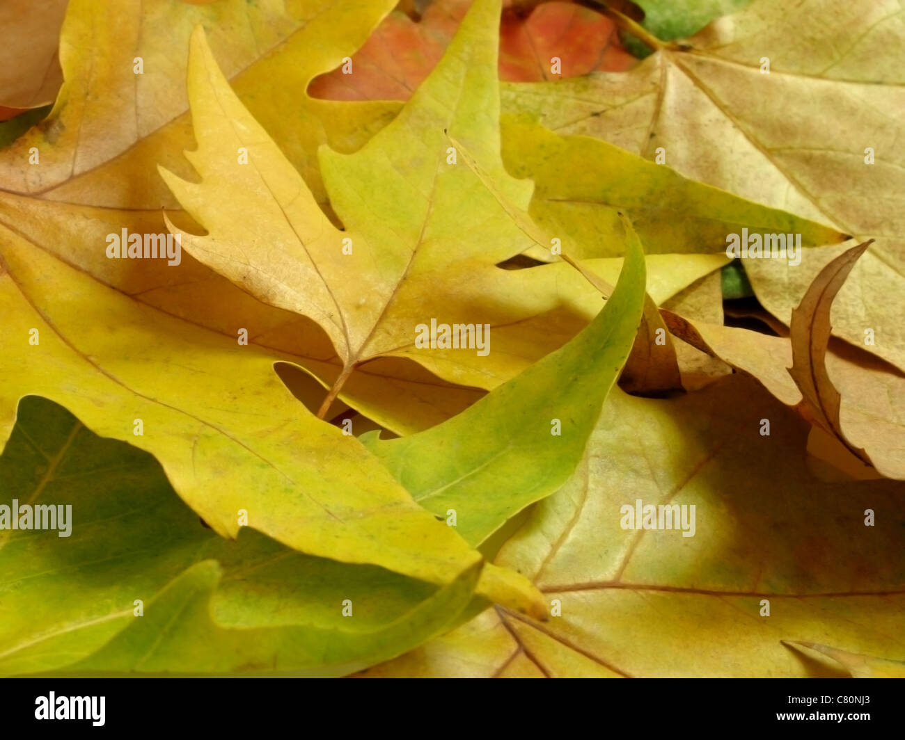 Purple fall foliage hi-res stock photography and images - Alamy