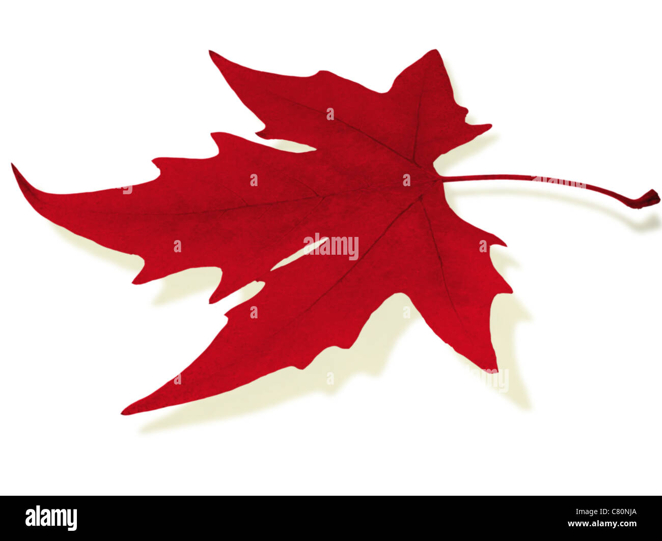 red maple leaf Stock Photo - Alamy