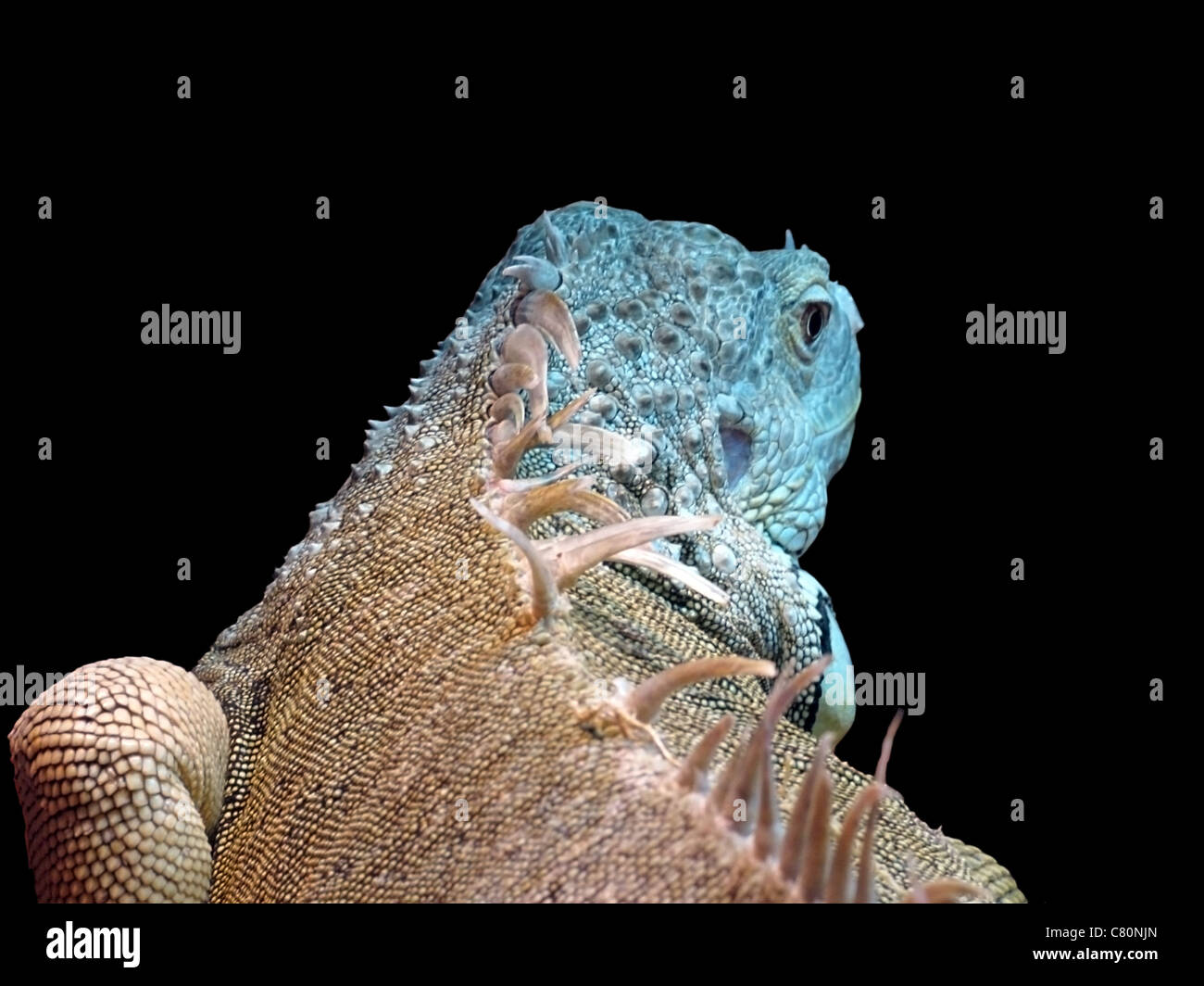 Iguana scale detail hi-res stock photography and images - Alamy