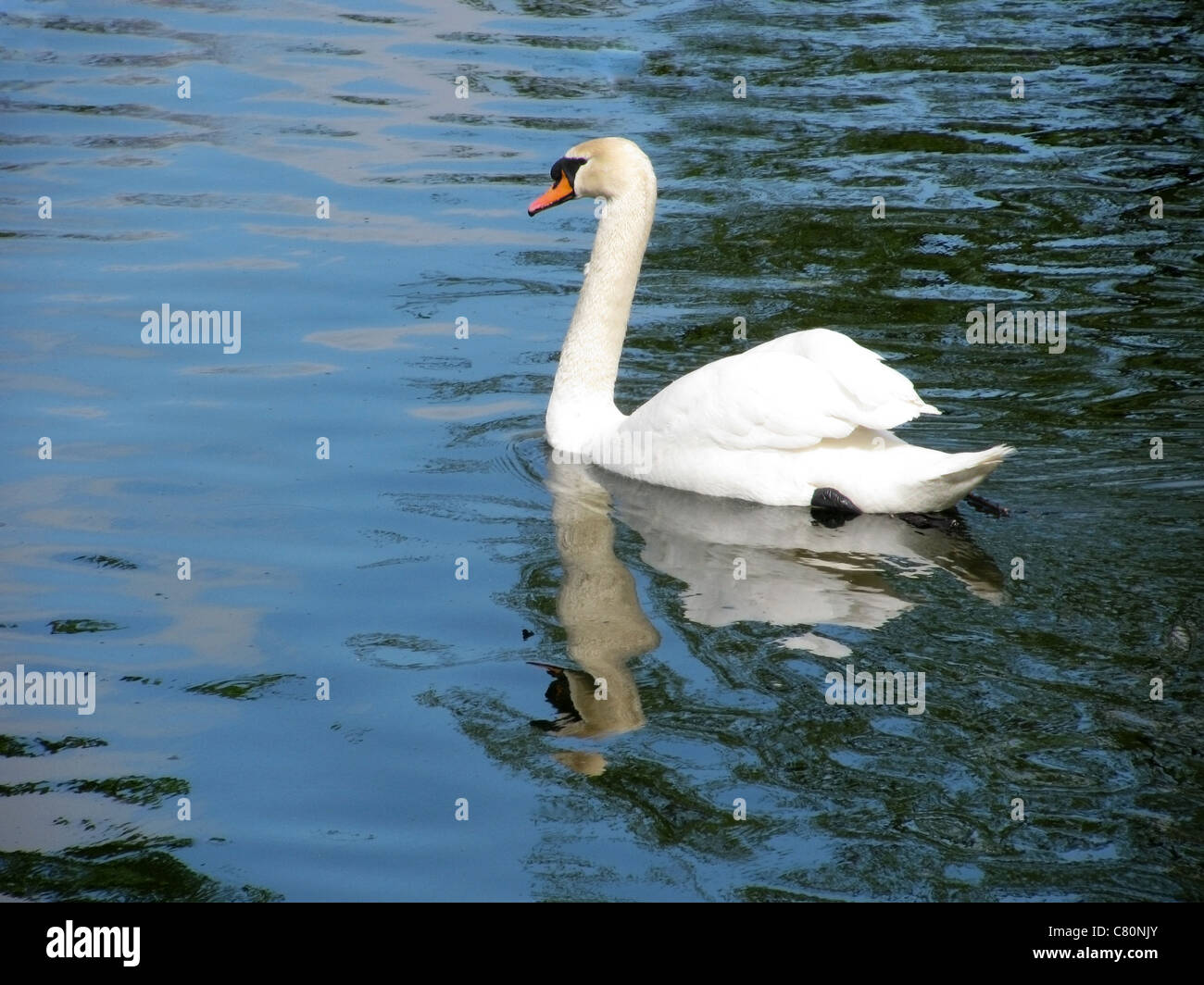 white swan floating in a pond Stock Photo - Alamy