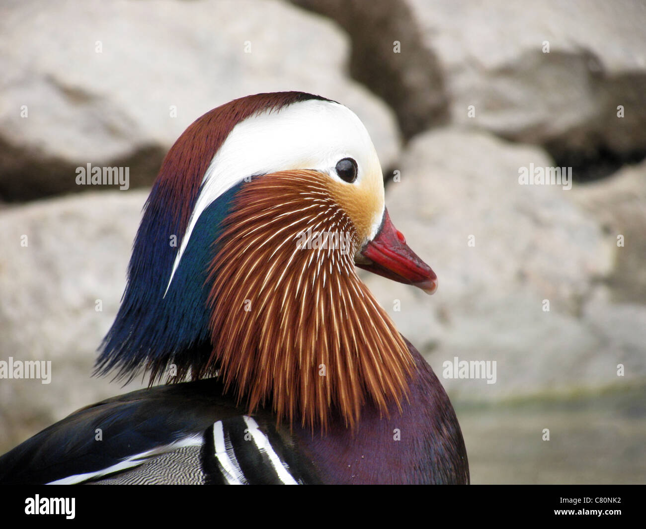 Portrait mandarin duck hi-res stock photography and images - Alamy