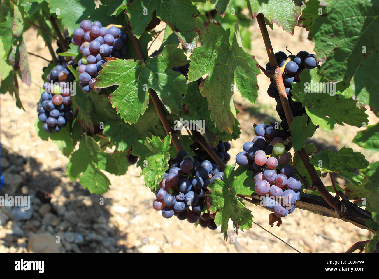 Red grapes before harvest hi-res stock photography and images - Alamy