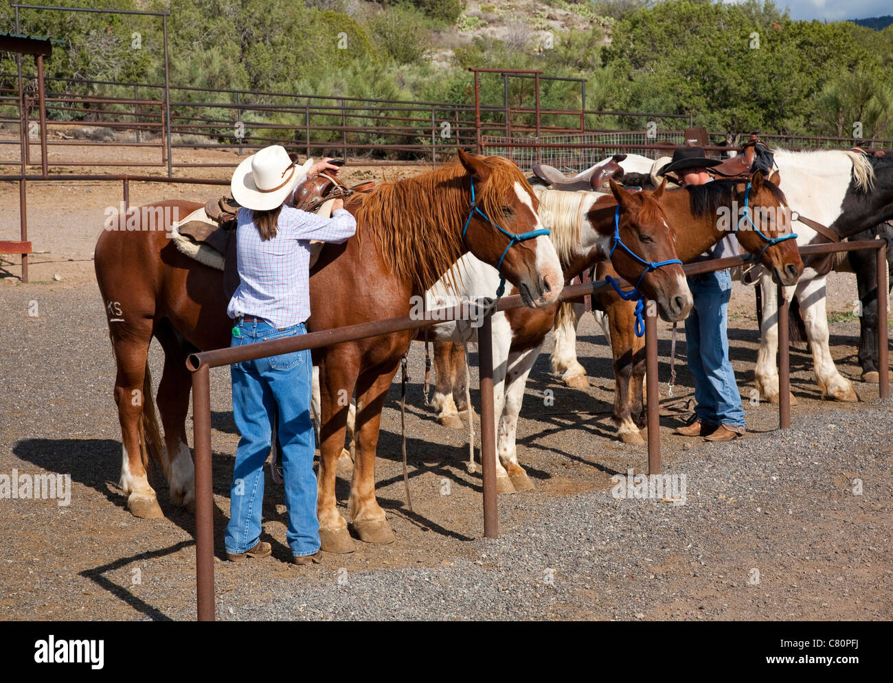 Paddock and horses hi-res stock photography and images - Alamy