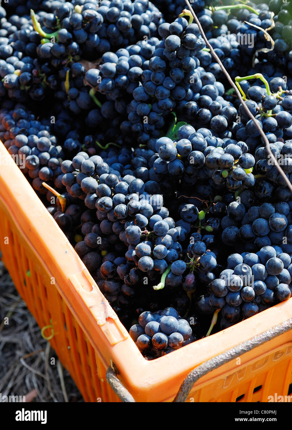 Tuscany wine grape hi-res stock photography and images - Alamy