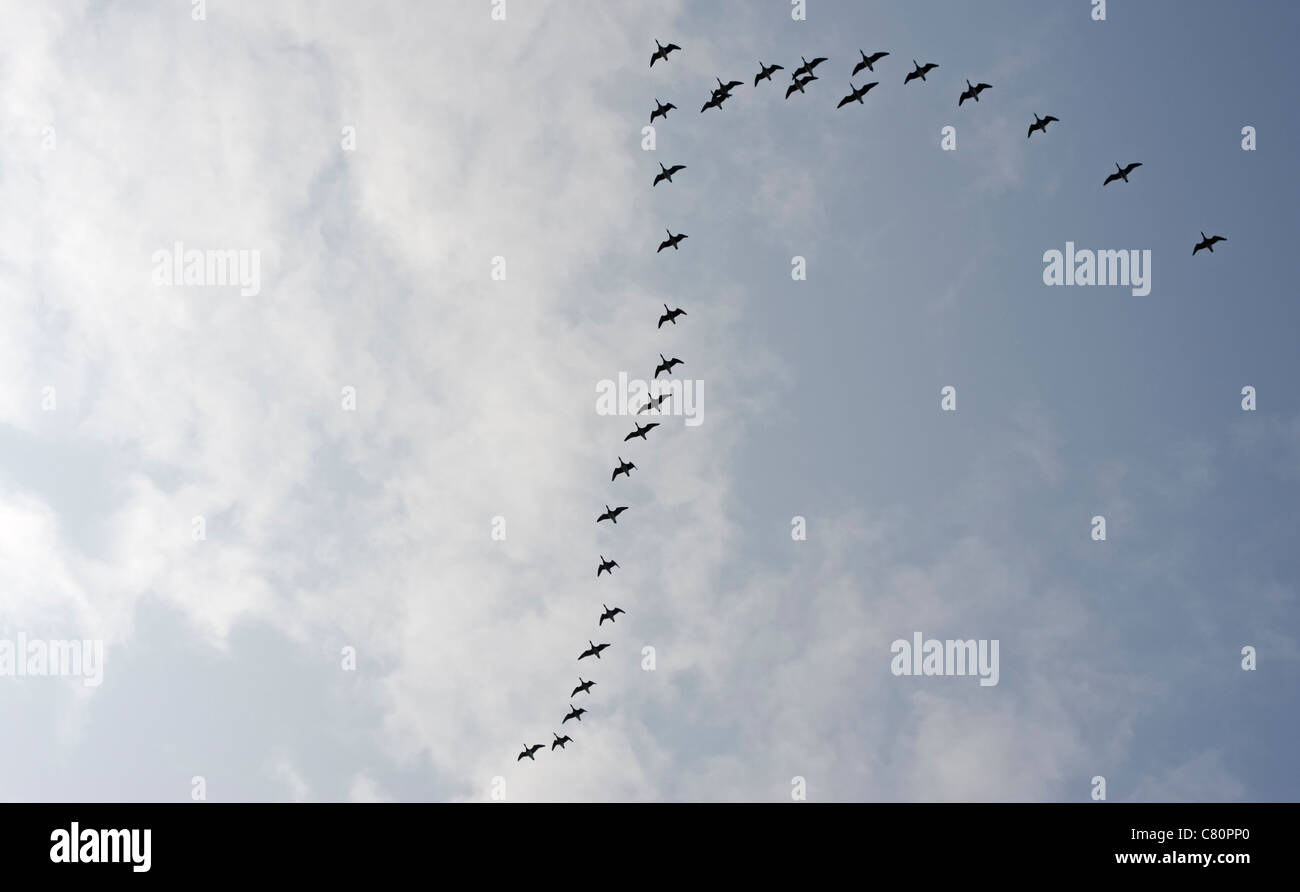 Migrating bird formation hi-res stock photography and images - Alamy