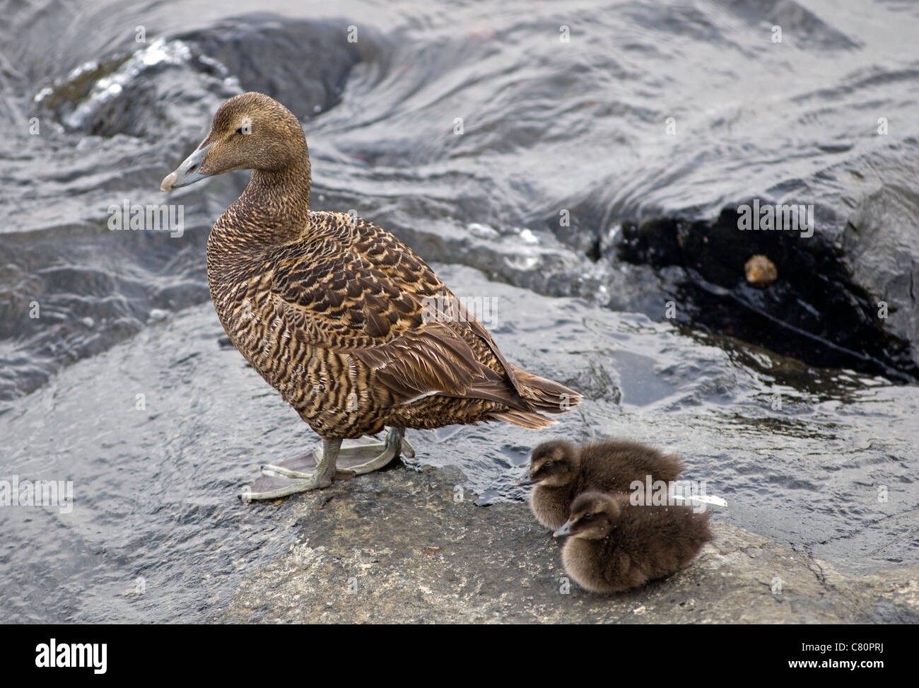 Common Eiders Stock Photos & Common Eiders Stock Images - Alamy