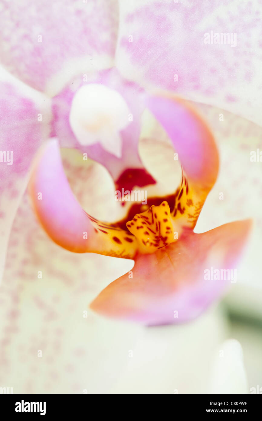 Closeup of an orchid flower Stock Photo - Alamy