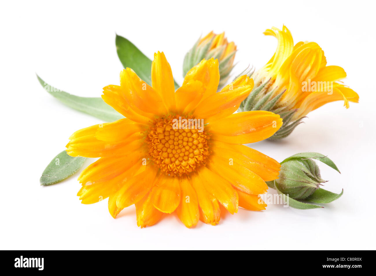 Calendula flower isolated on a white background Stock Photo - Alamy