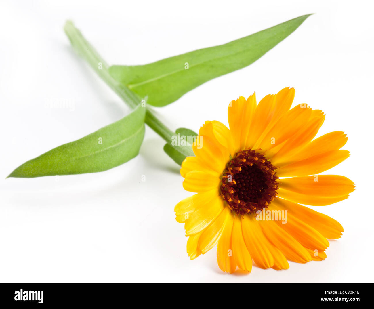 Calendula flower isolated on a white background Stock Photo - Alamy