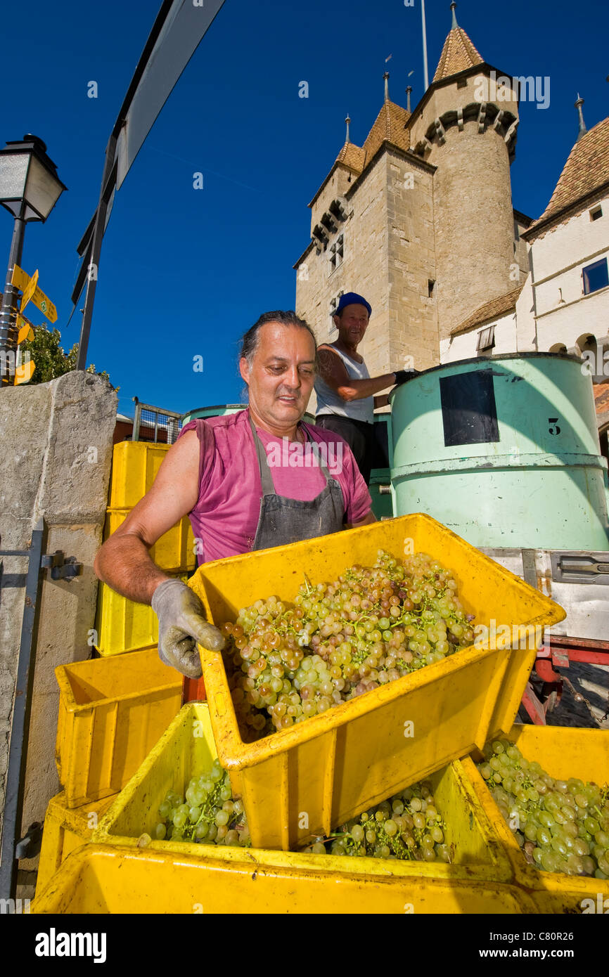 Italian workers during harvest grape, Aigle, Switzerland Stock Photo ...