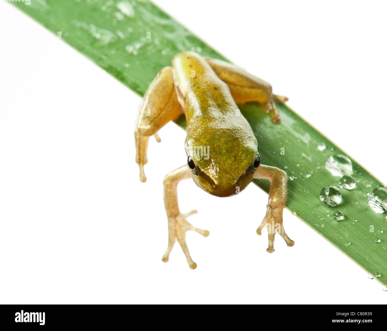 Little frog over rush isolated on a white background Stock Photo - Alamy