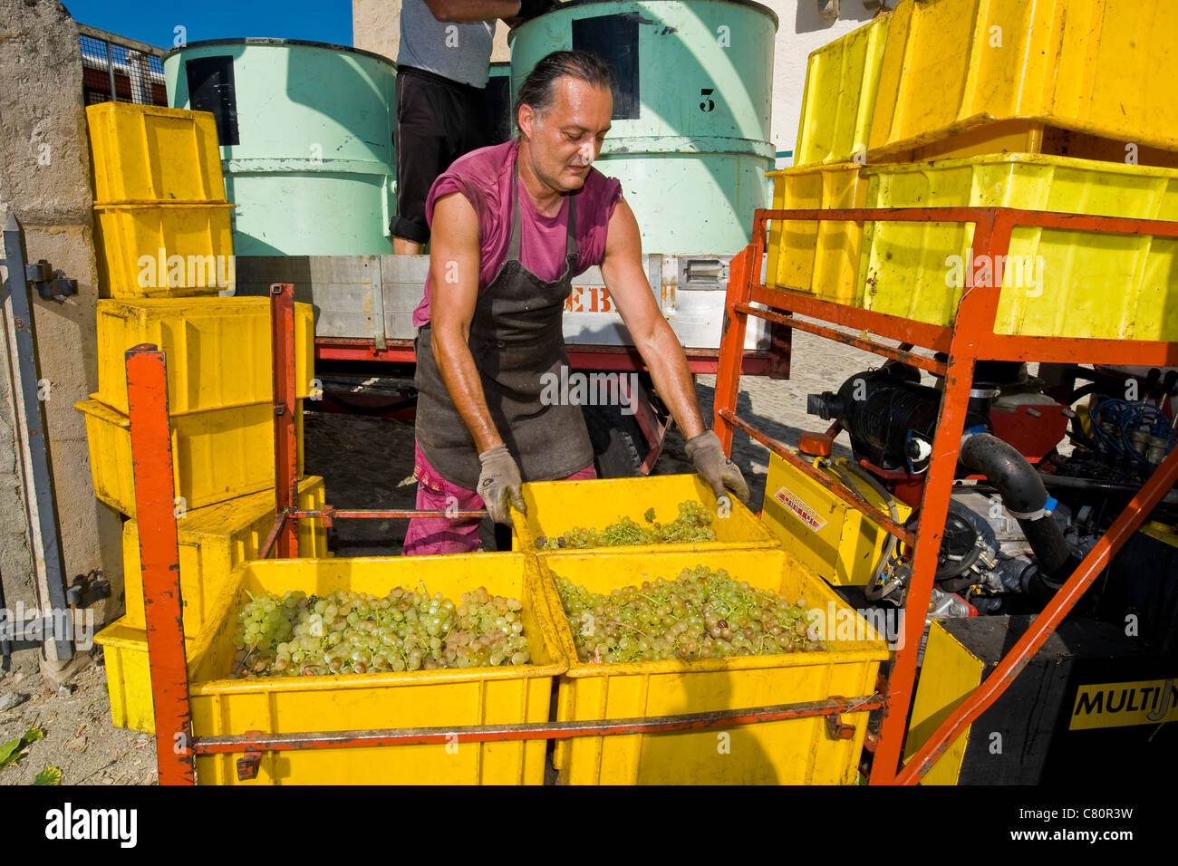 Italian workers during harvest grape, Aigle, Switzerland Stock Photo ...