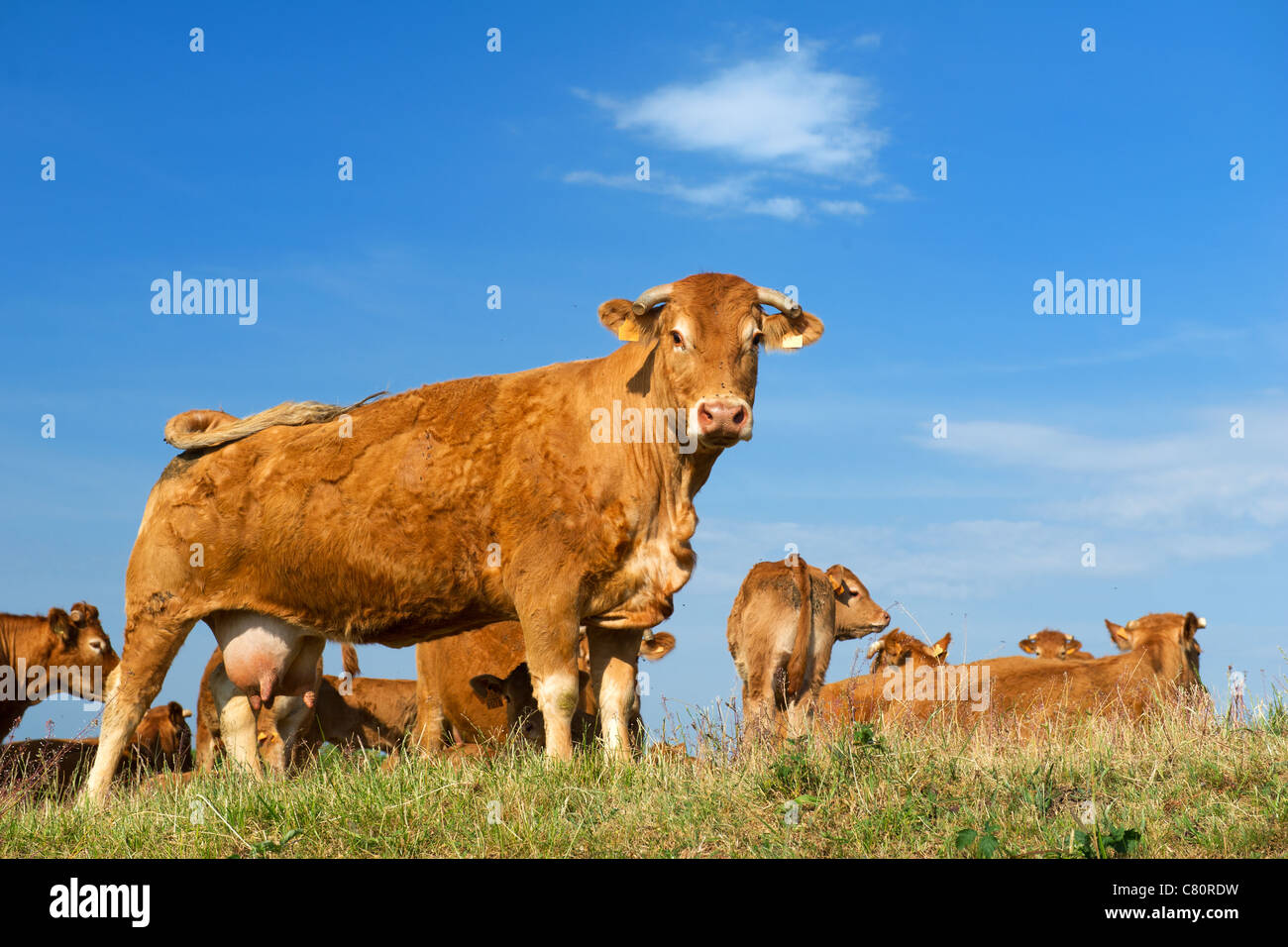 Typical French brown Limousin cows in France Stock Photo - Alamy