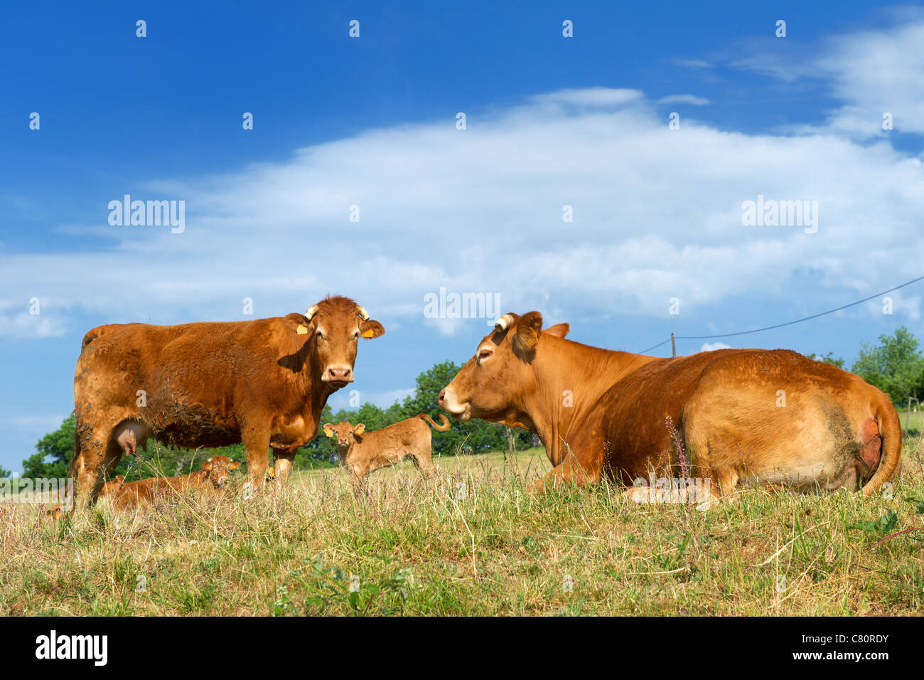 Limousin france farm hi-res stock photography and images - Alamy