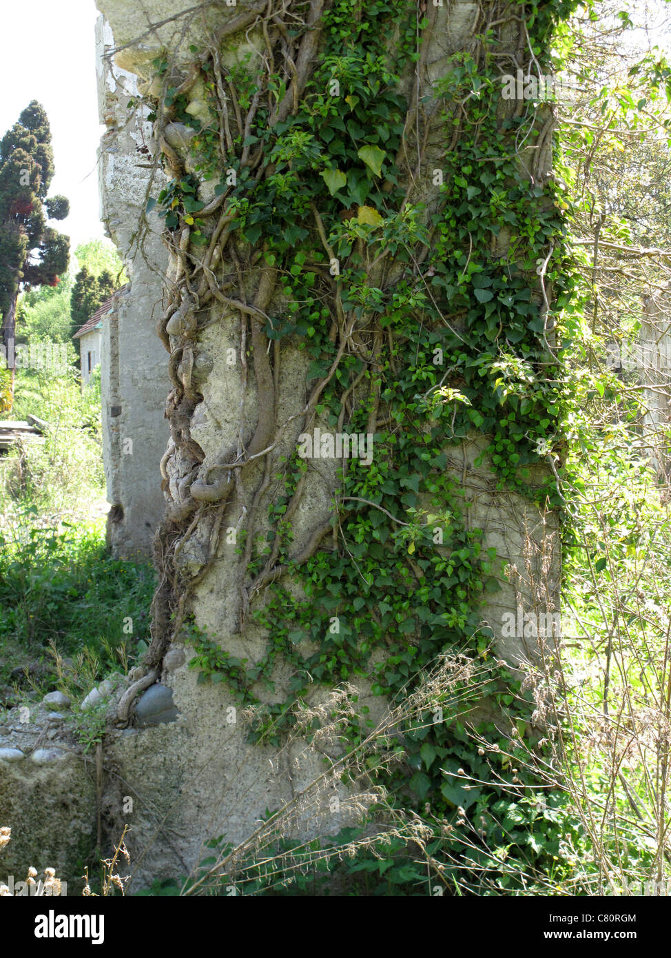 Tree vines hi-res stock photography and images - Alamy