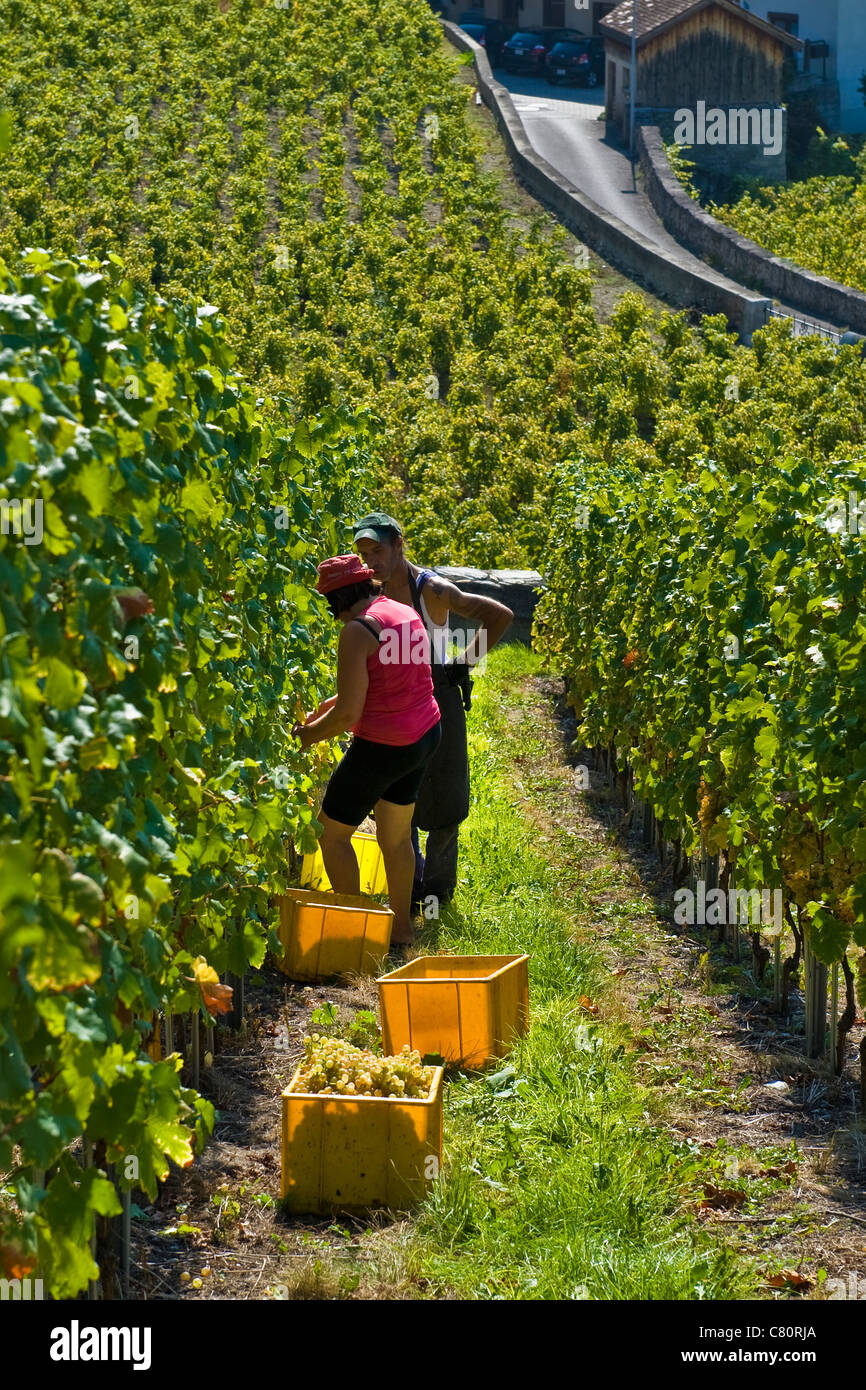 Italian workers during harvest grape, Aigle, Switzerland Stock Photo ...