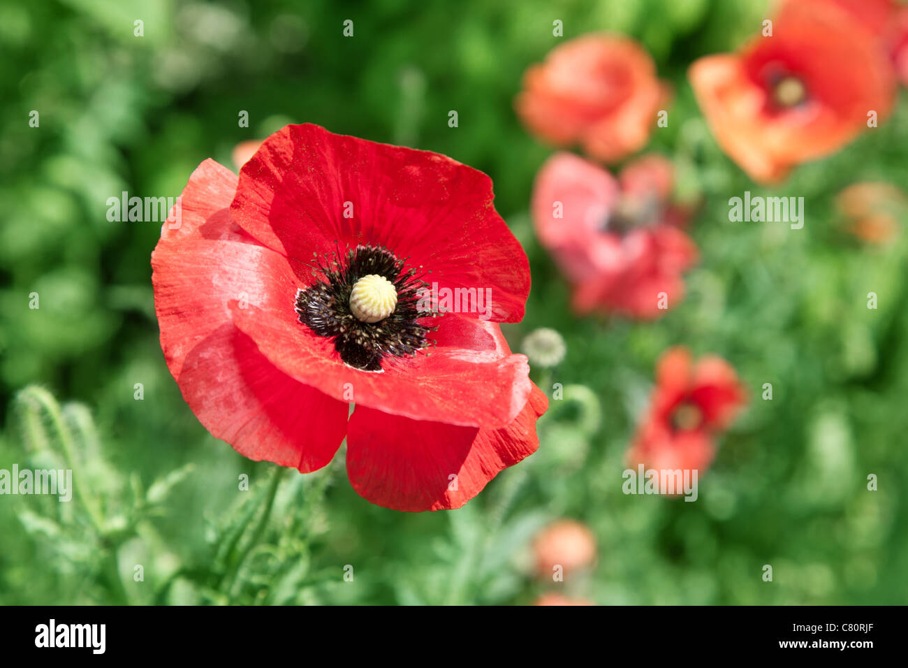 Close up shot of tender poppy flower Stock Photo - Alamy