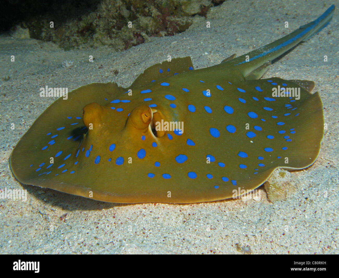 Bluespotted Stingray - Taeniura lymma Stock Photo - Alamy