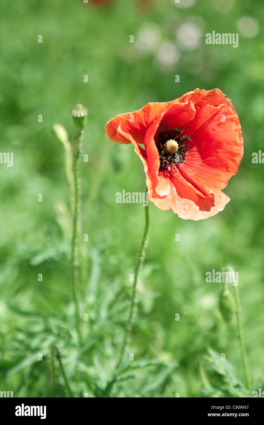 Close up shot of tender poppy flower Stock Photo - Alamy
