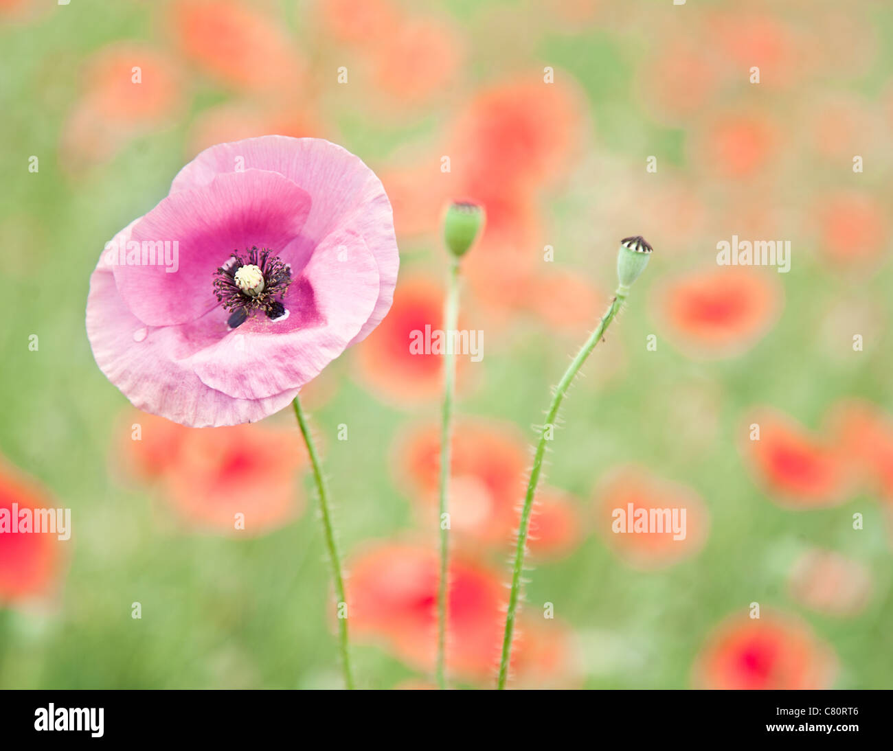 Close up shot of tender pink poppy flower in red poppy field Stock ...