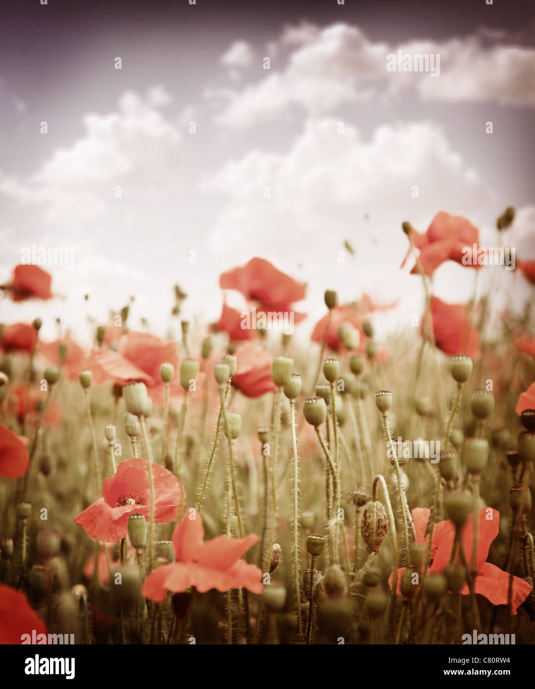 Stylized old slide field poppies hi-res stock photography and images ...