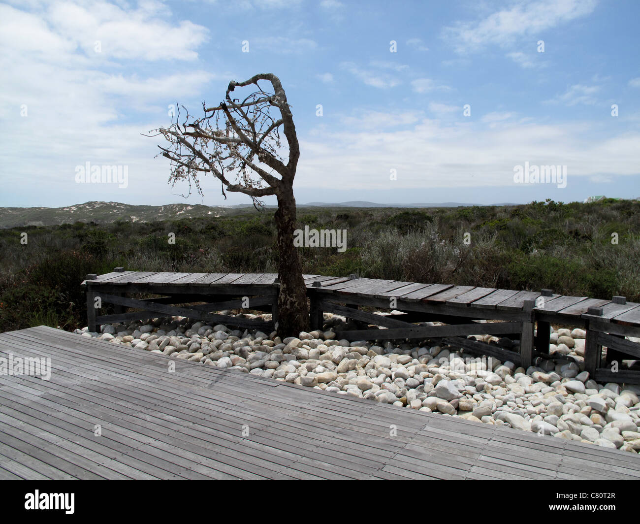 Lone leaning tree Stock Photo - Alamy