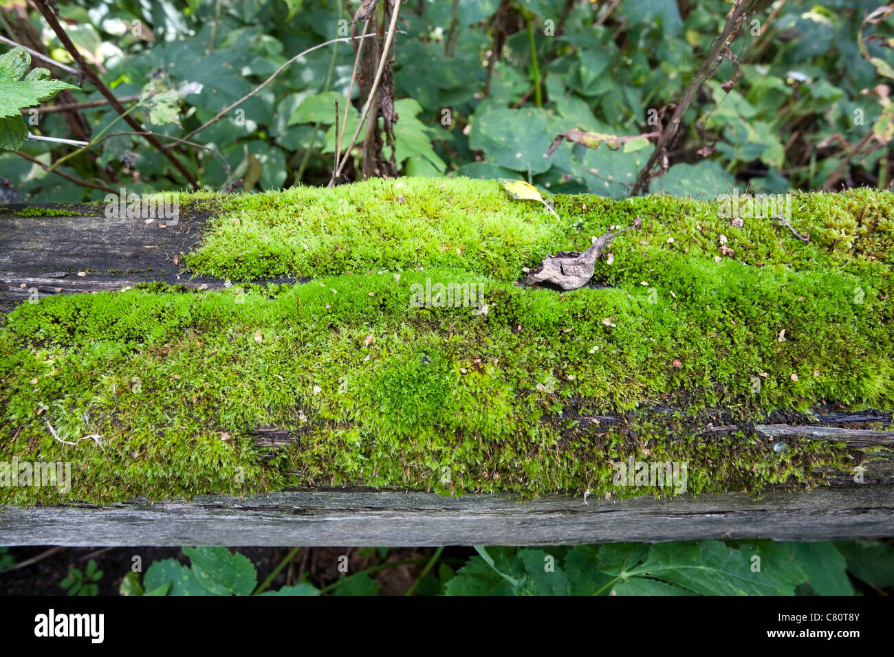 moss covered old wood Stock Photo - Alamy