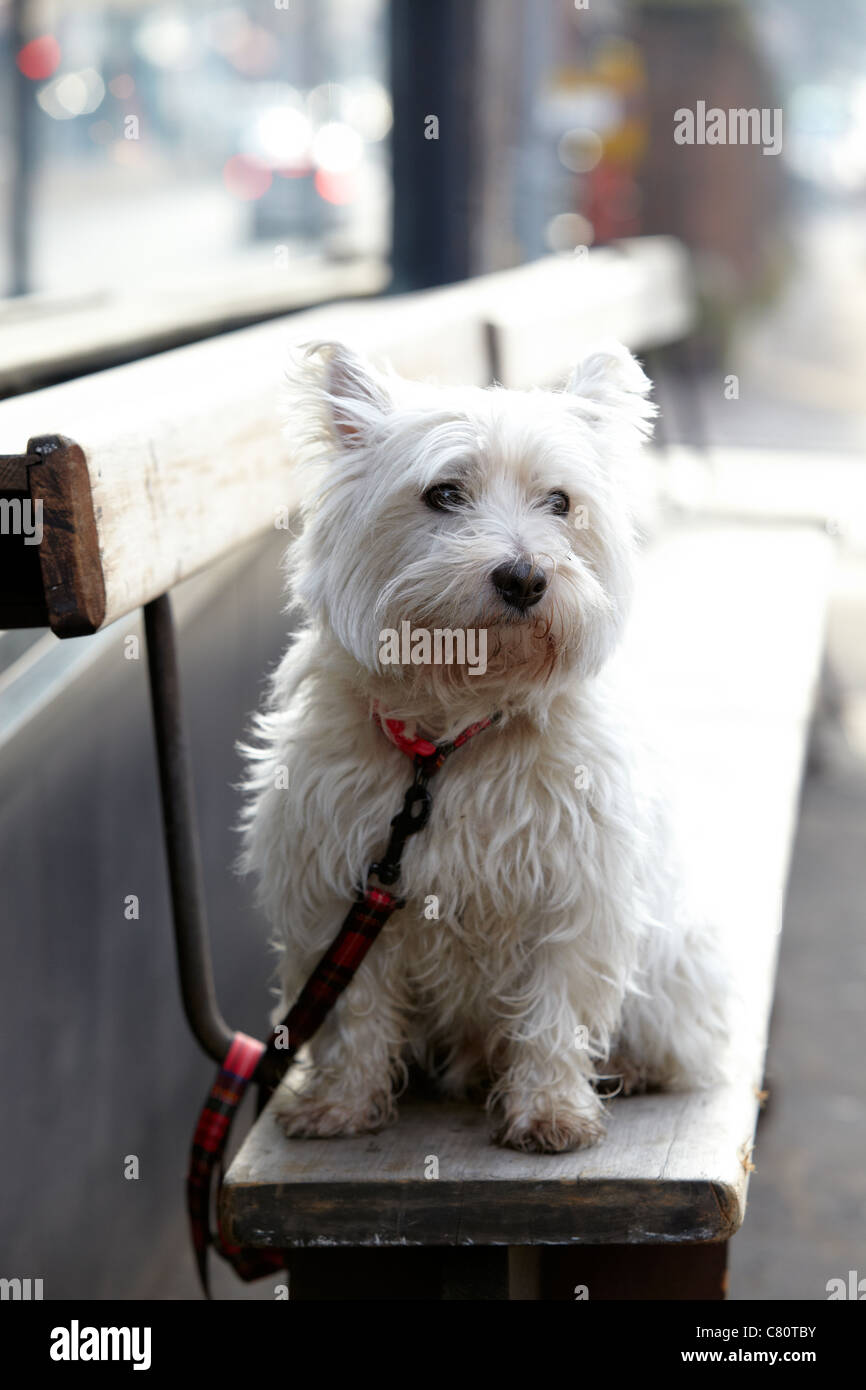 Westie Terrier sitting on on a bench outside a shop Stock Photo - Alamy