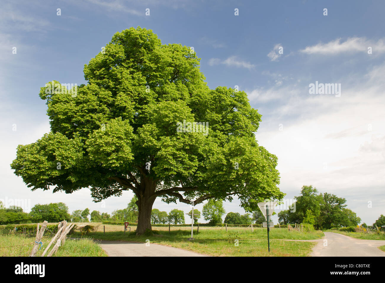Big beautiful chestnut tree in agriculture landscape Stock Photo - Alamy