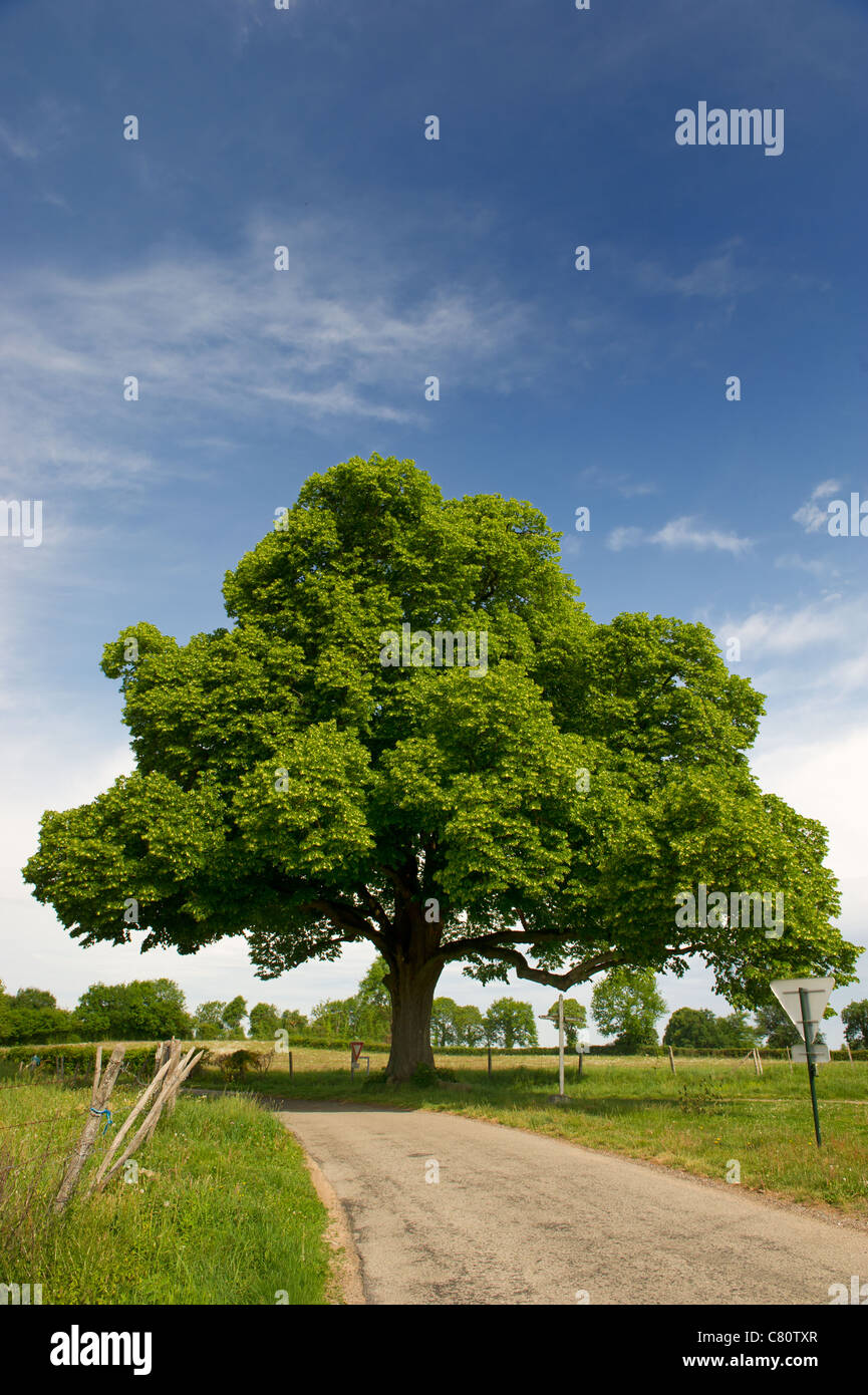 Big beautiful chestnut tree in agriculture landscape Stock Photo - Alamy