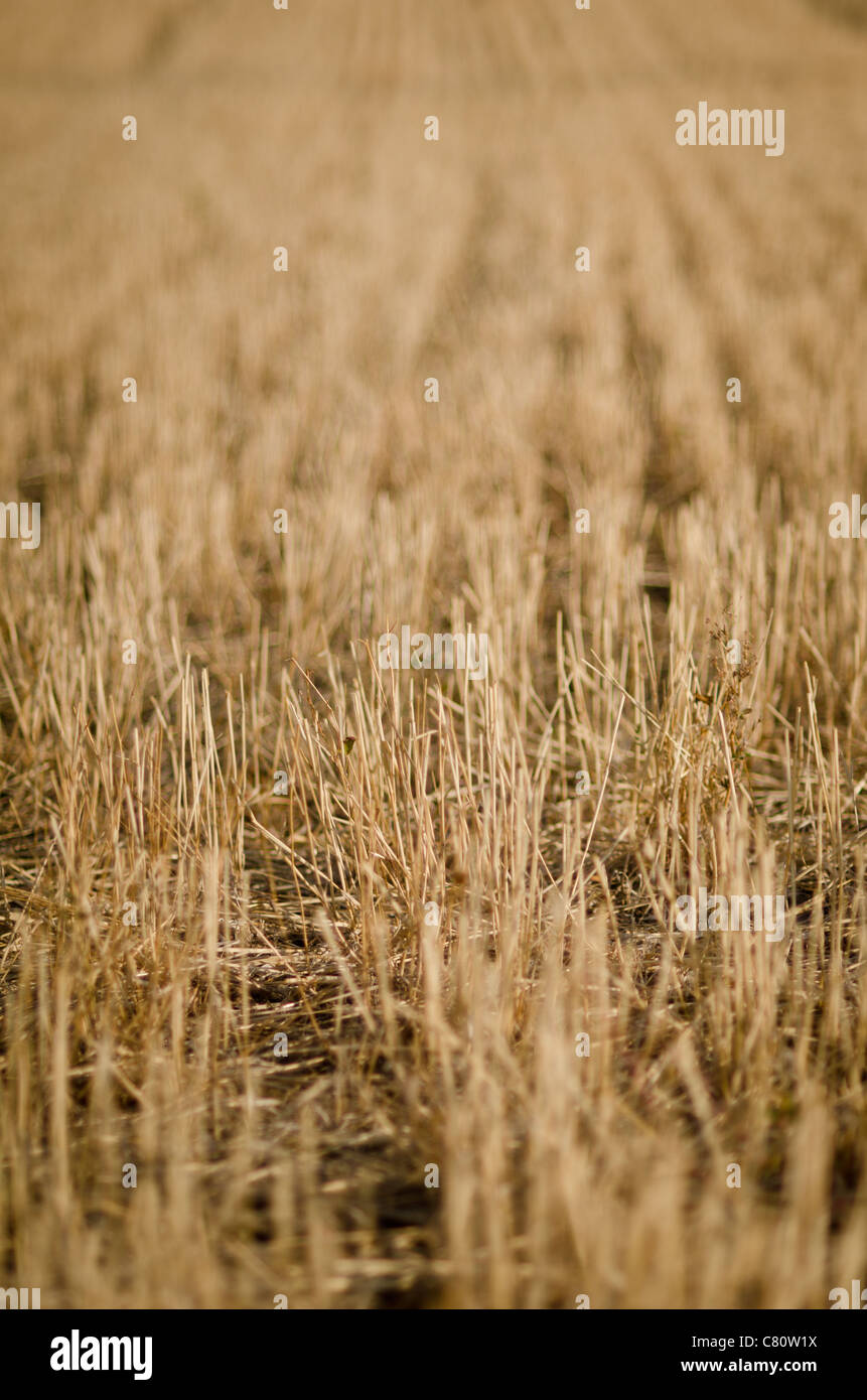 Harvested wheat filed in drought Stock Photo - Alamy