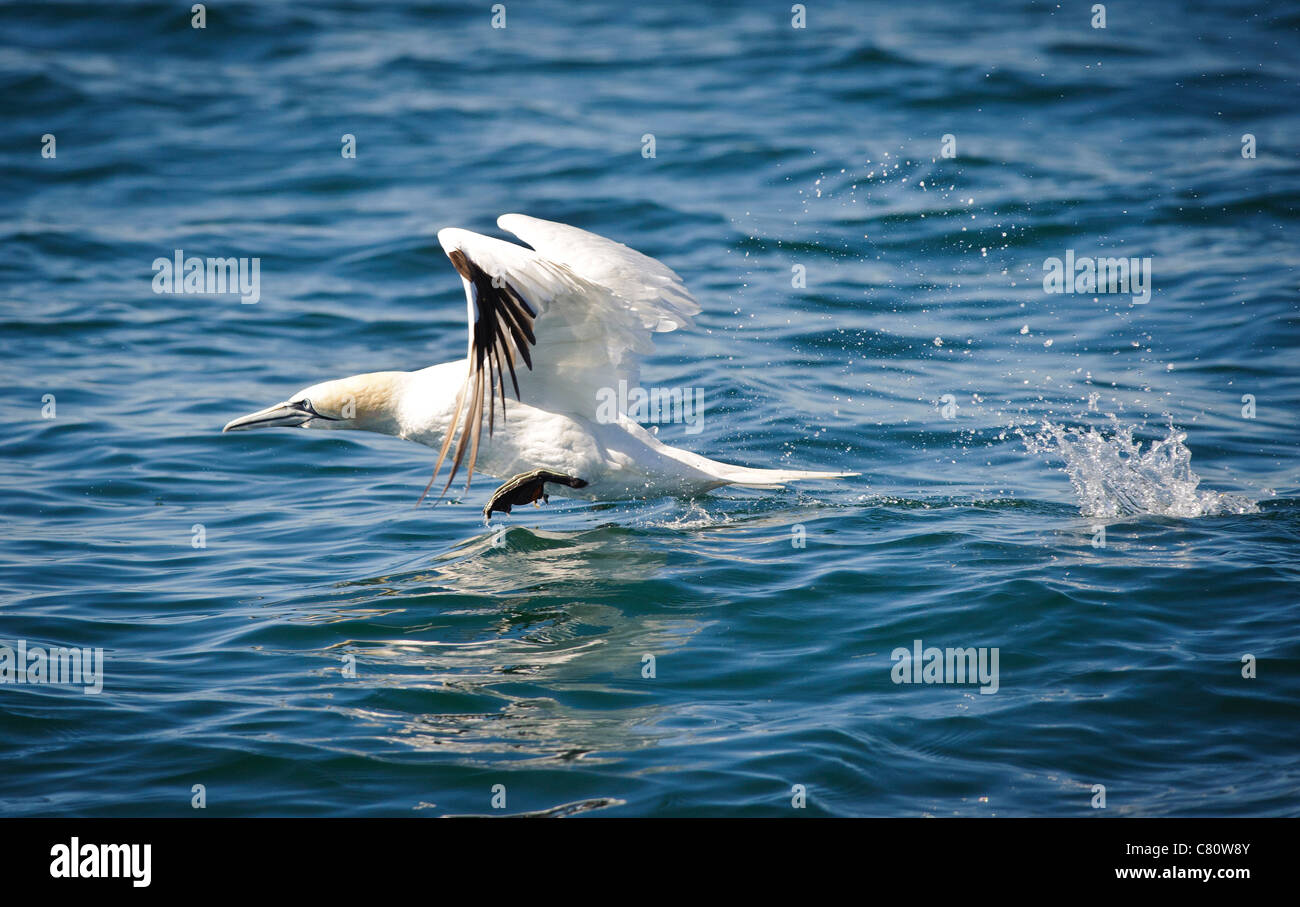 Northern gannet flying hi-res stock photography and images - Alamy