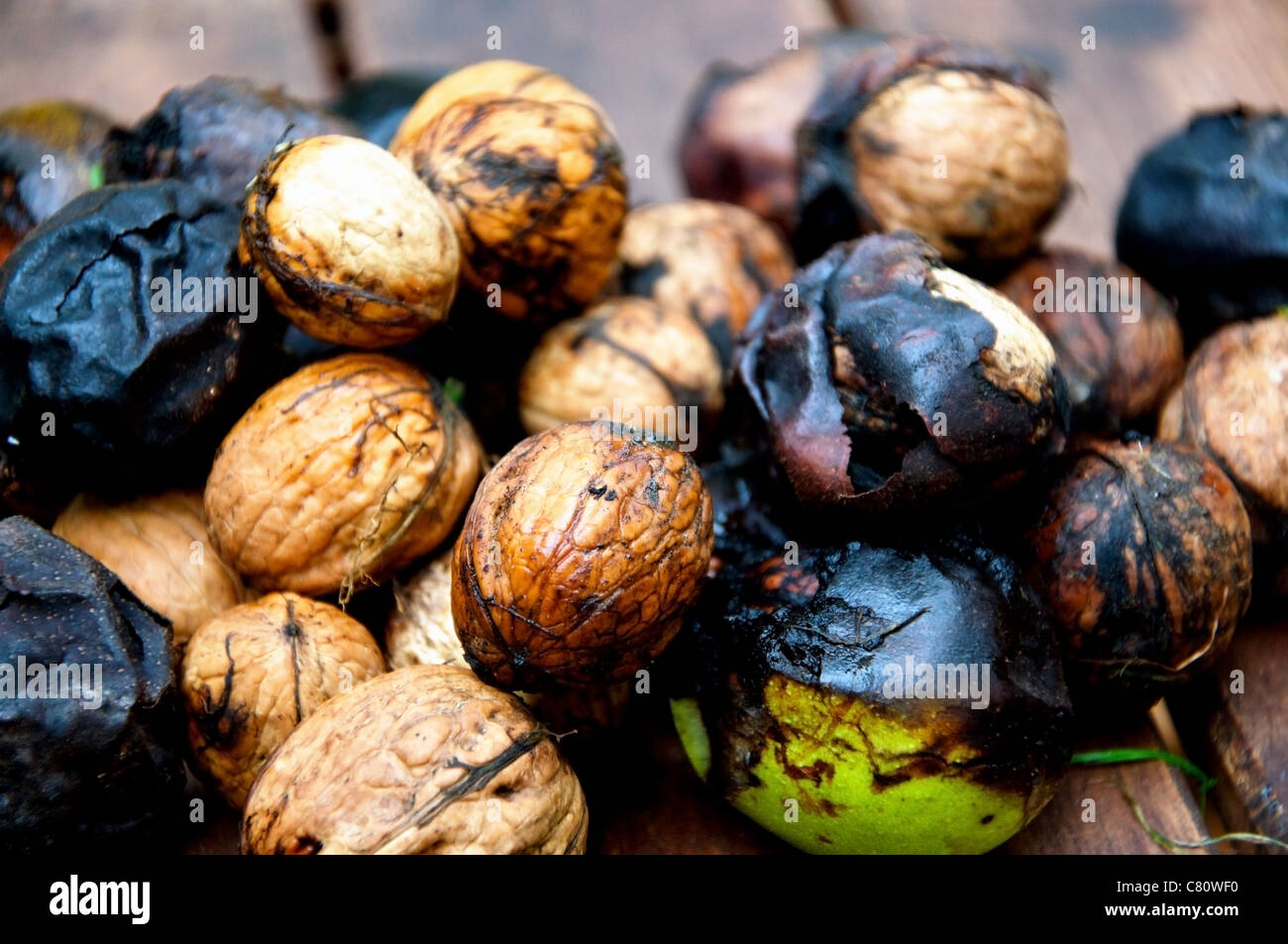 Walnuts, just harvested and many still in their husk Stock Photo - Alamy