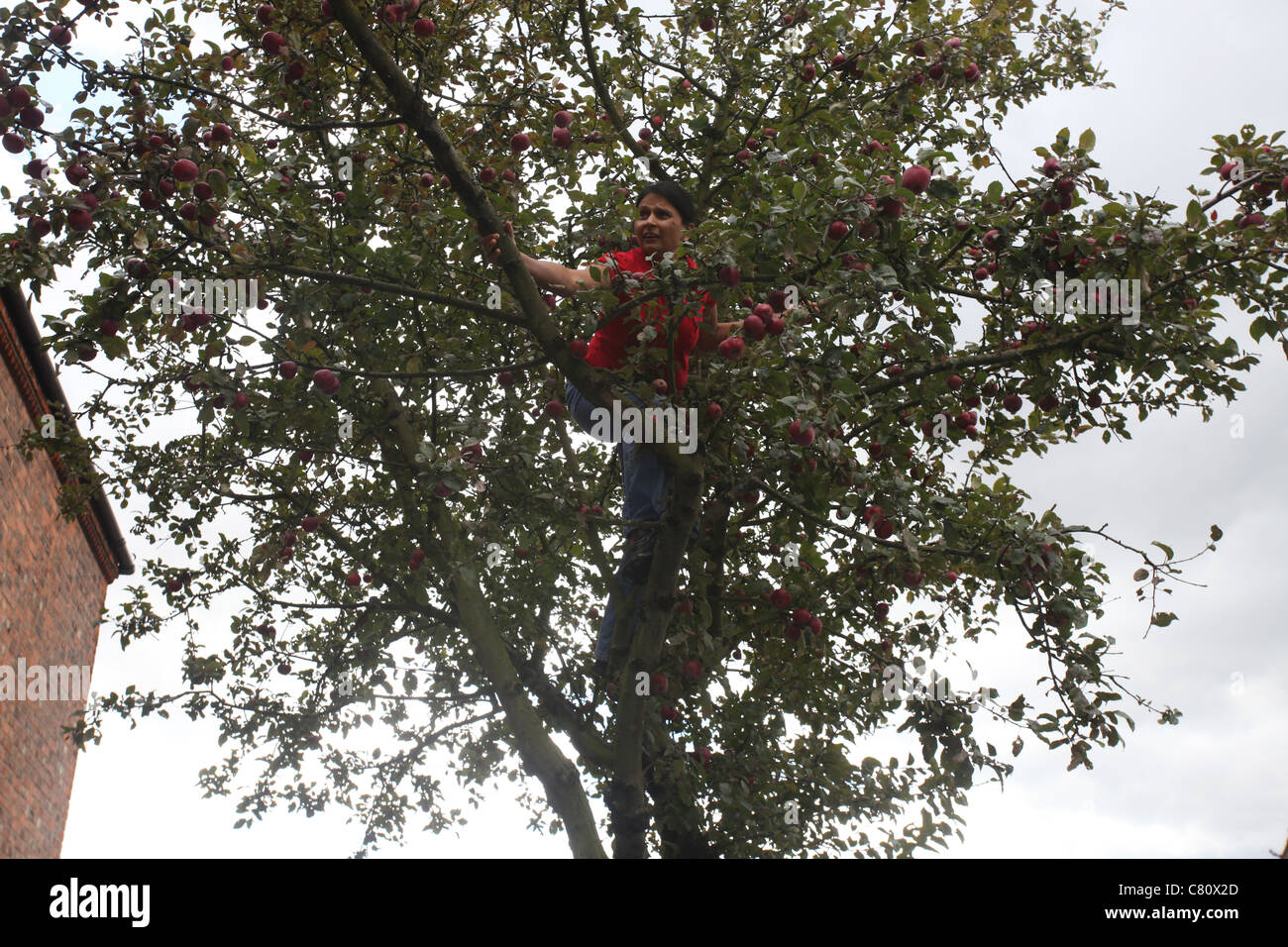 Tree shaking hi-res stock photography and images - Alamy