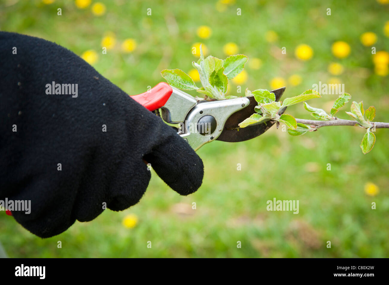 Snipping tree hi-res stock photography and images - Alamy