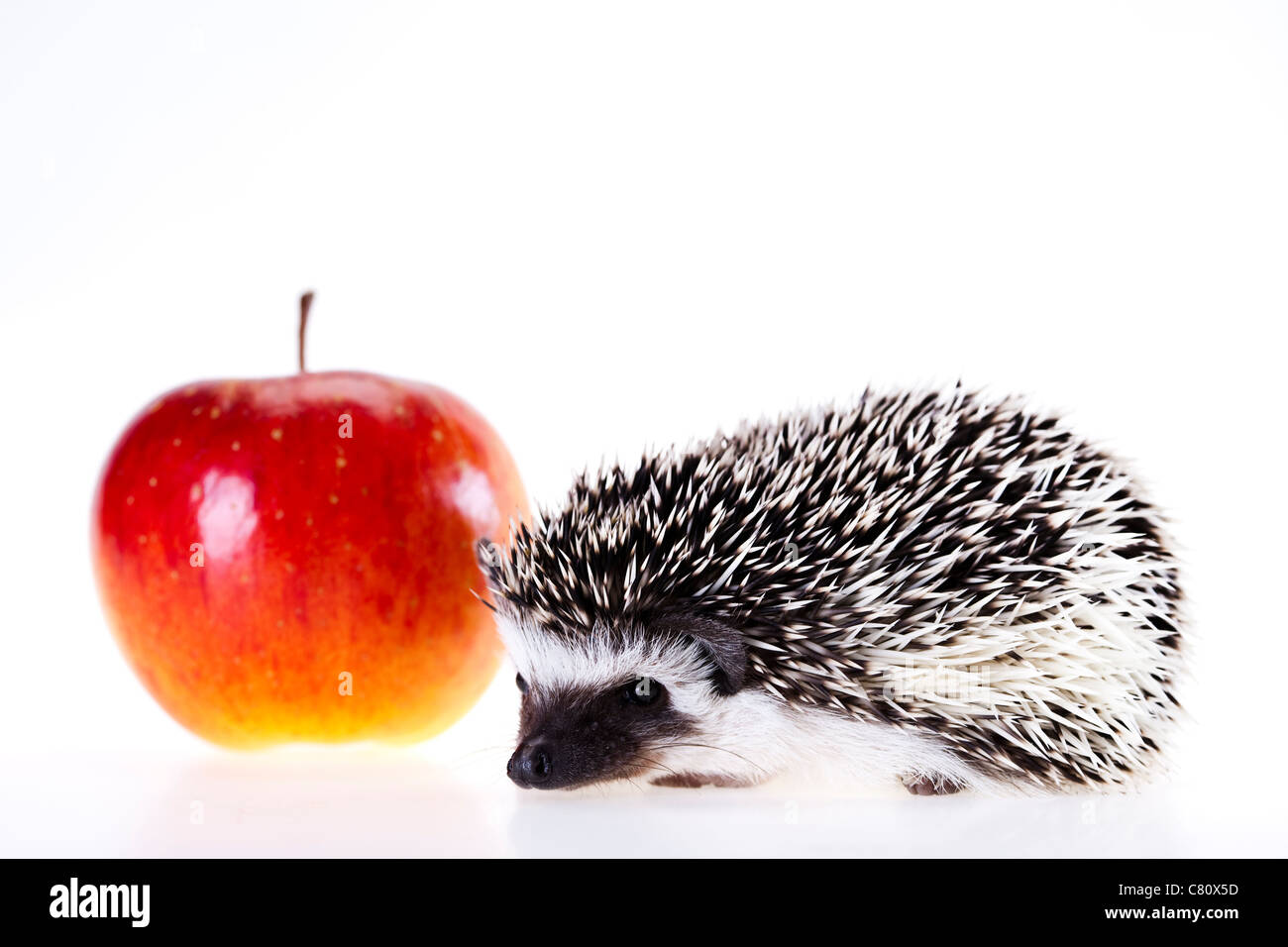 Hedgehog with apple Stock Photo - Alamy