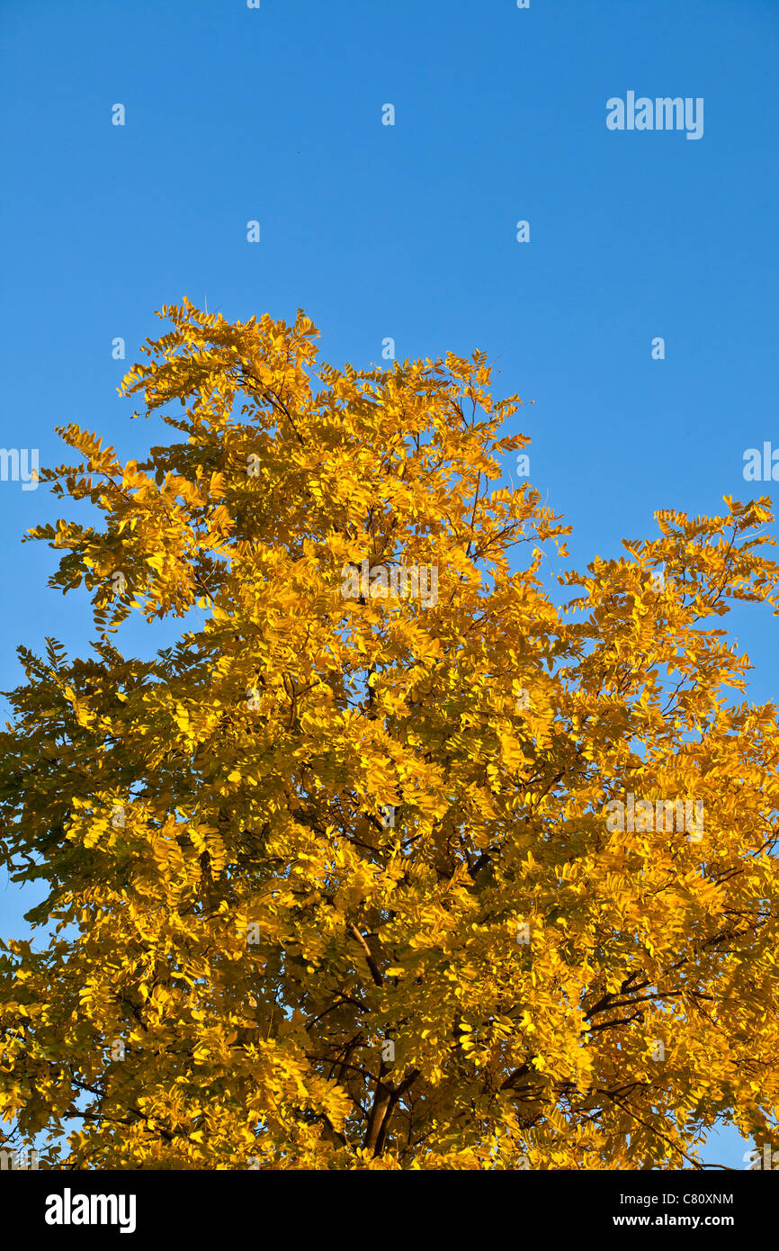 Yellow-leafed Tree Against Clear Blue Sky Stock Photo - Alamy