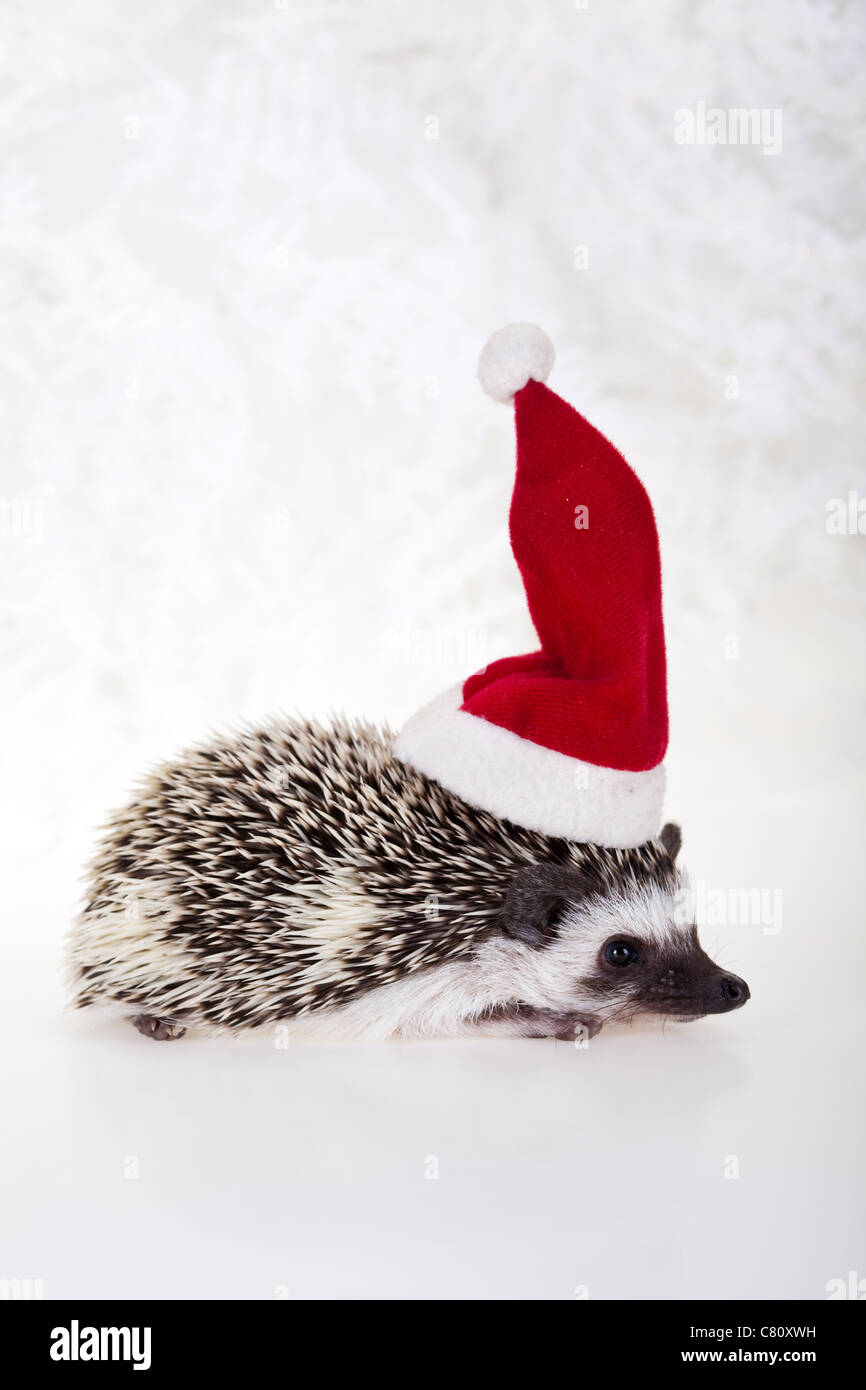 Hedgehog christmas hi-res stock photography and images - Alamy