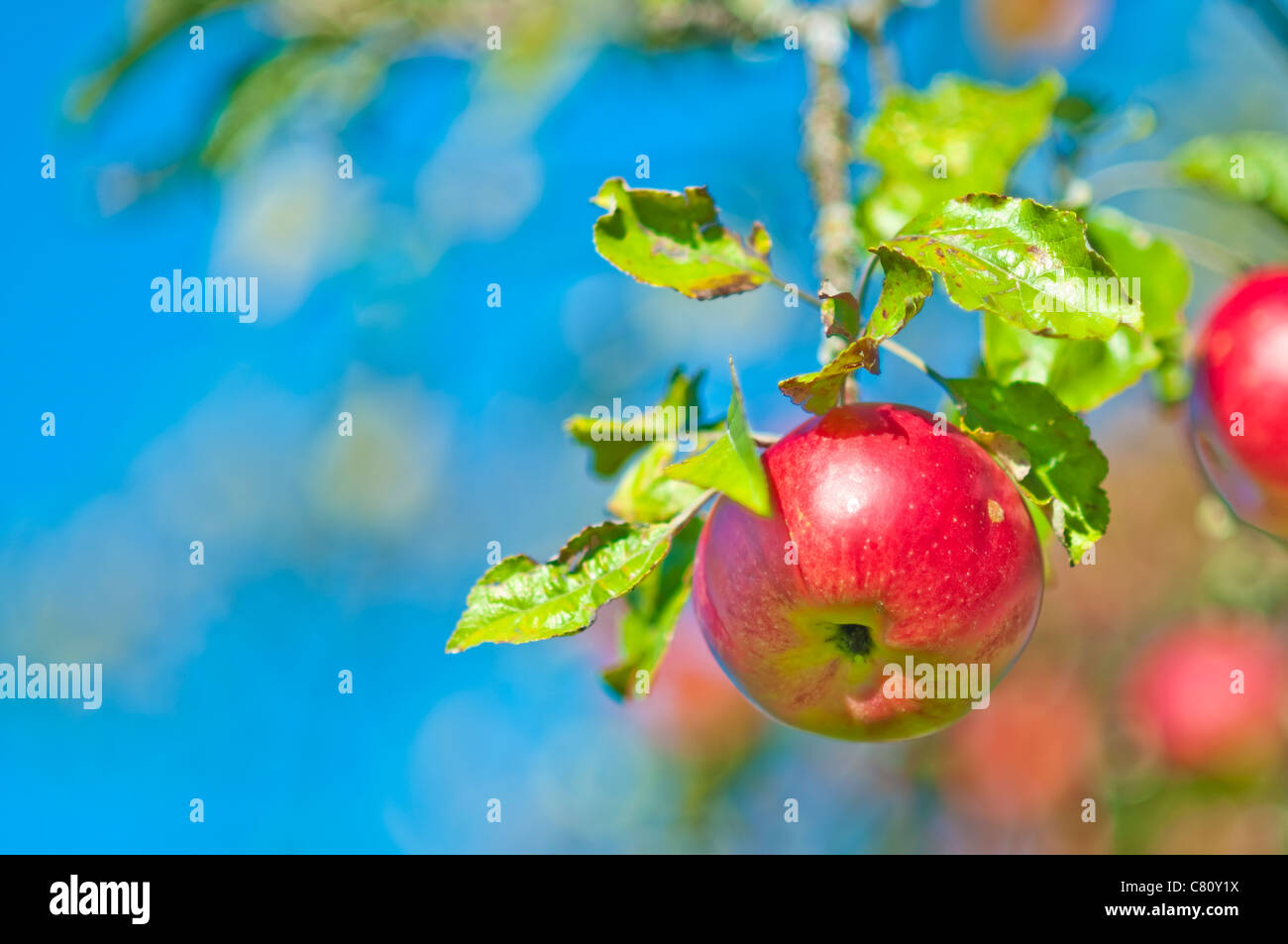 apple on a tree Stock Photo - Alamy
