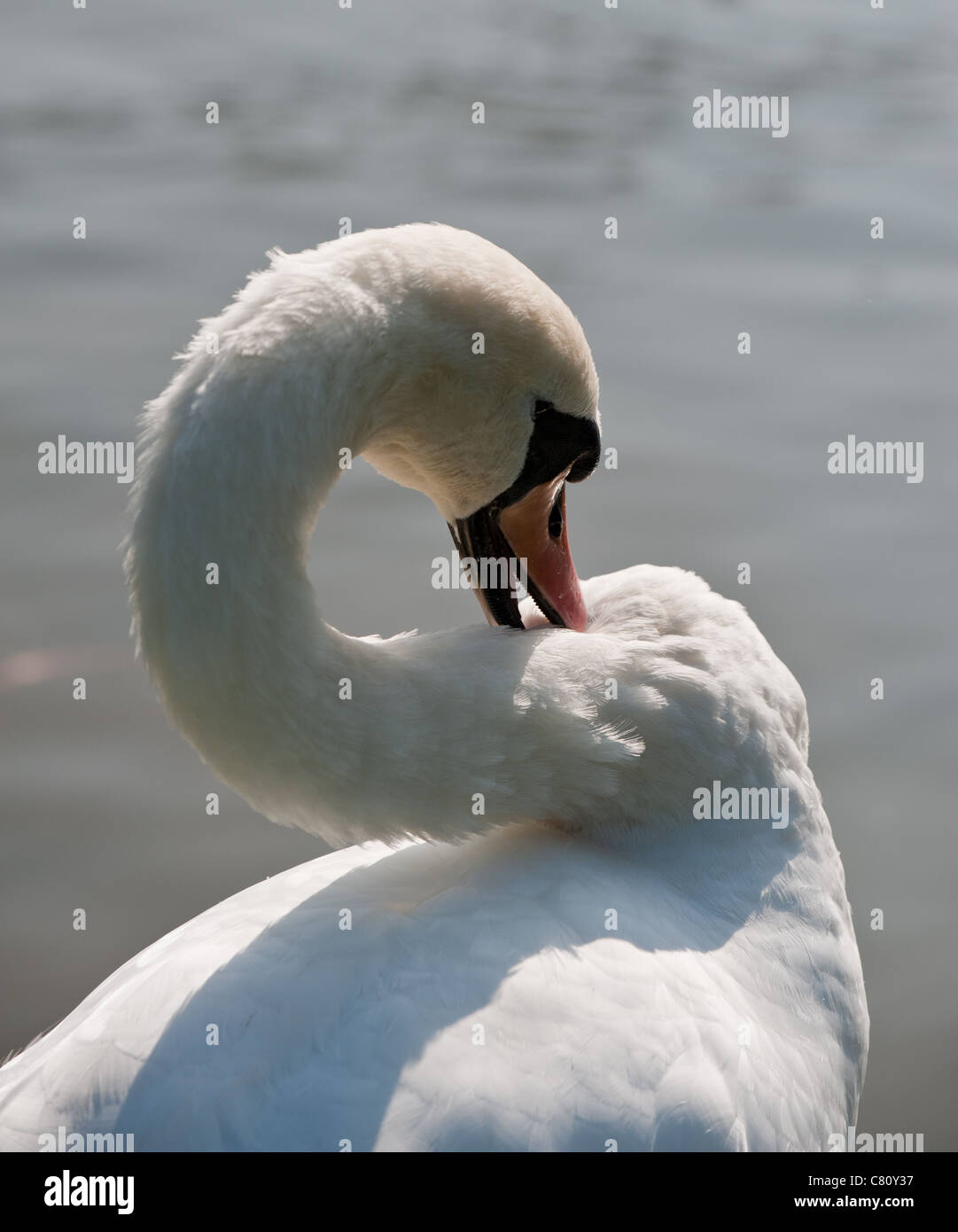 Swan preening hi-res stock photography and images - Alamy