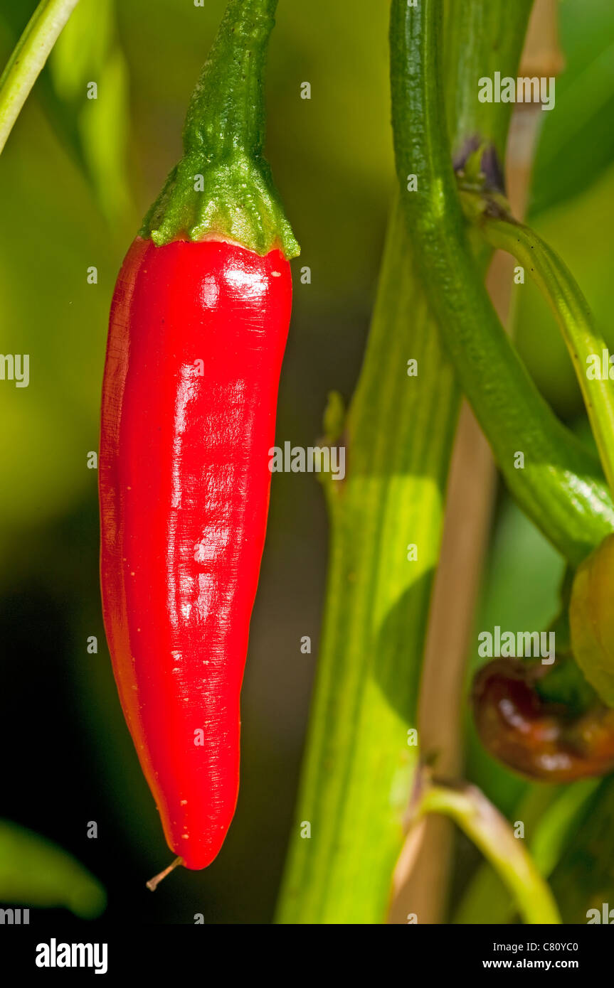 Fire red chili plant hi-res stock photography and images - Alamy