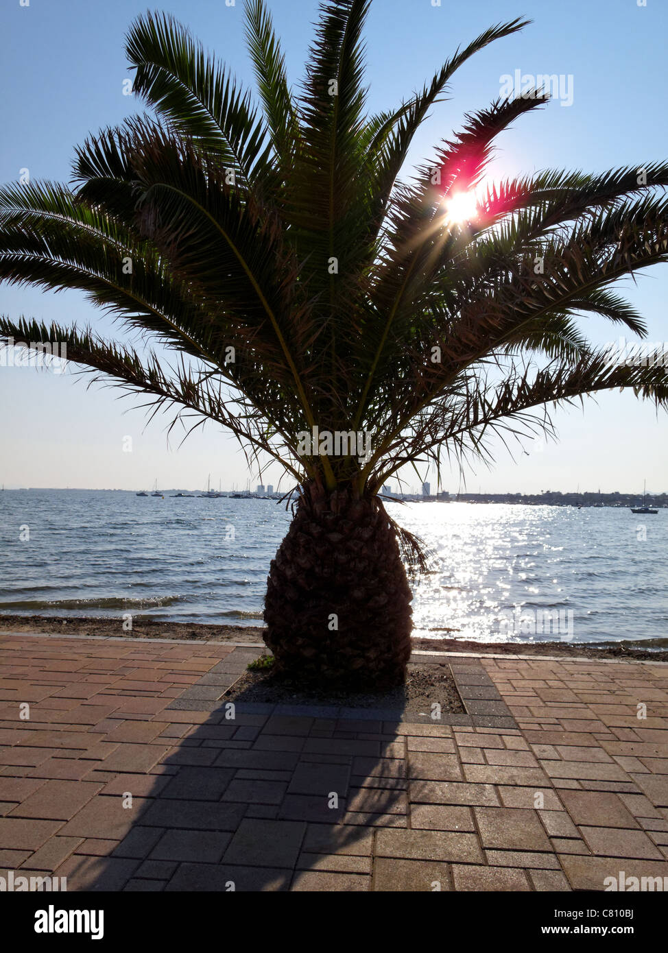 Backlit palmtree at Lo Pagan, La Manga Spain Stock Photo - Alamy
