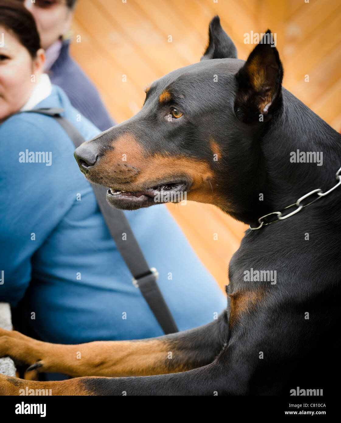 Doberman Pinscher Dog Looking Over Wall Stock Photo - Alamy