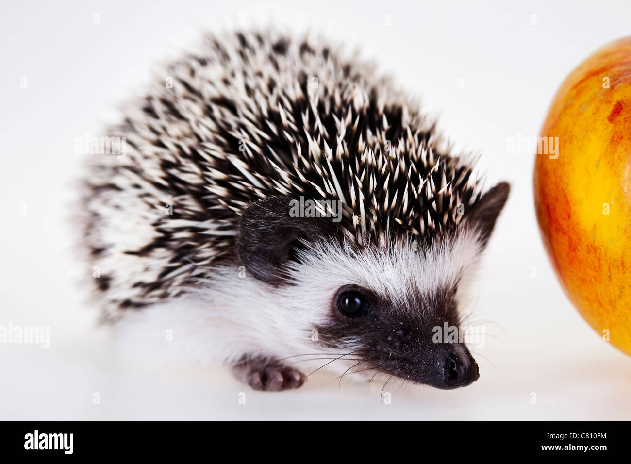Autumnal animal - Hedgehog Stock Photo - Alamy