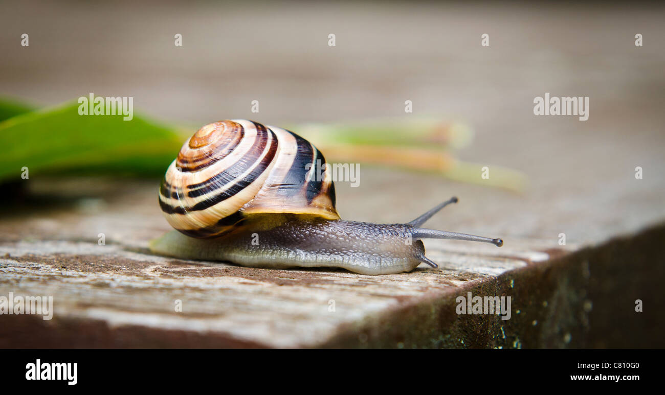 Snail on Garden Table Stock Photo - Alamy