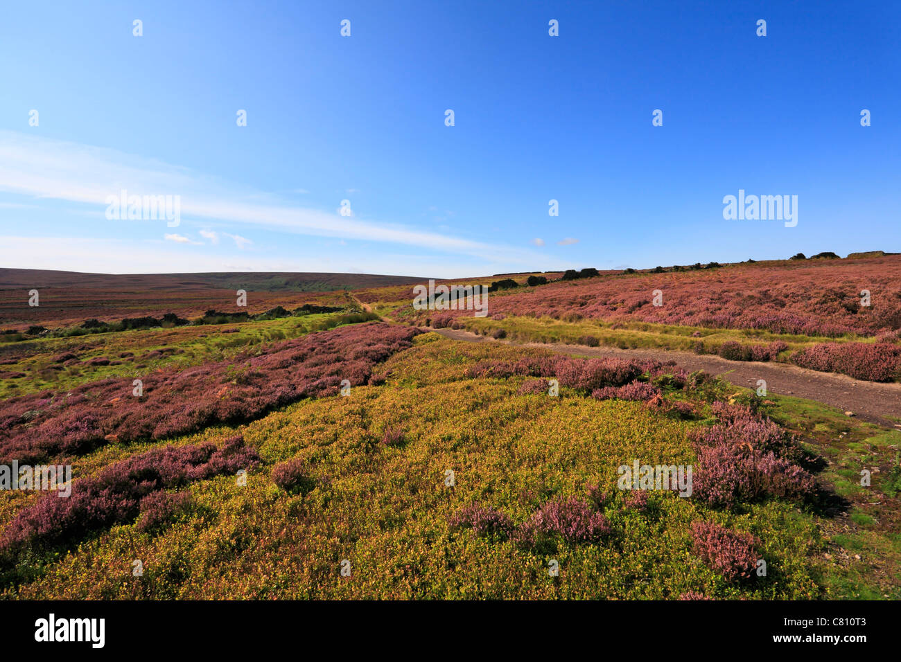 Heather by Cut Gate Path on Midhope Moors, Langsett near Barnsley ...