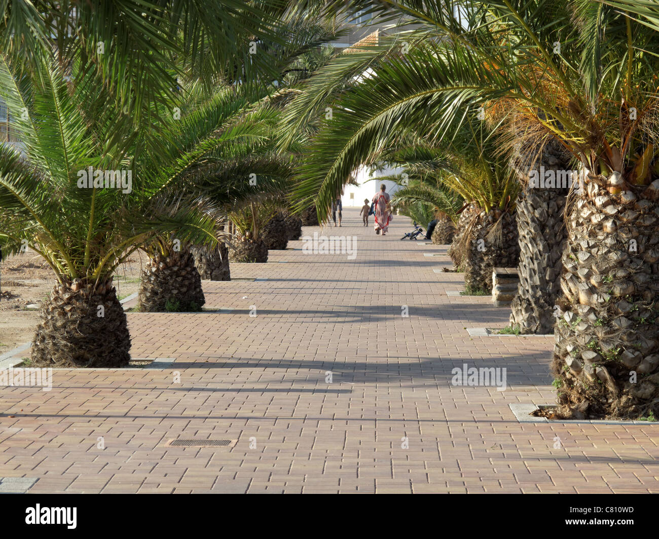 Walkways with palm trees at Lo Pagan, La Manga Spain Stock Photo - Alamy